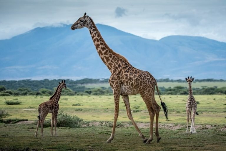 Where To See Giraffes In East Africa - Kyooma Gorilla Safaris